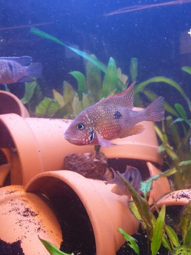 Ellioti Cichlids For Sale For Sale in Bishops Stortford, Hertfordshire ...