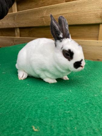 Broken Mini Rex 10 weeks old ready now For Sale in Dukinfield, Cheshire ...