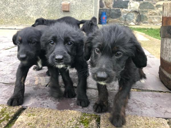 Colliepoo puppies ready now three left For Sale in Bangor, Gwynedd ...