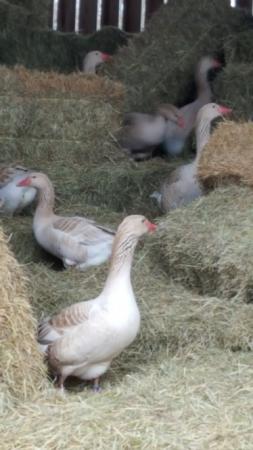 Baby Goslings Pure Brecon Buff Geese For Sale in Winsford, Cheshire ...