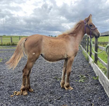 Connemara x Cob yearling Filly For Sale in Leeds, West Yorkshire | Preloved