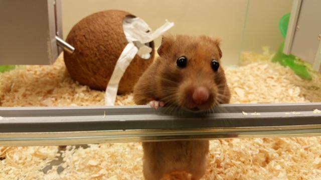 Syrian Hamsters male and female For Sale in Hemel Hempstead ...