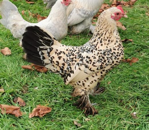Bootedsablepoot Bantam Hatching Eggs For Sale In Leominster