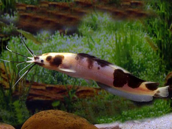 clarias catfish For Sale in Accrington, Lancashire | Preloved