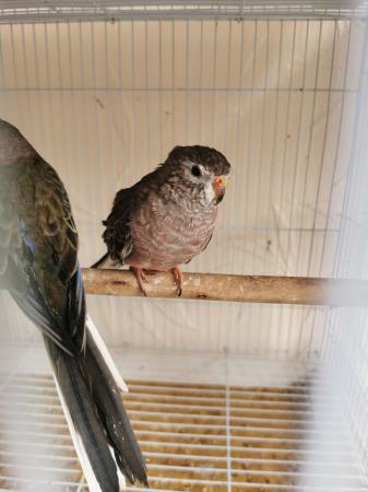 Beautiful pink bourkes parakeets available For Sale in Ilford, Essex ...