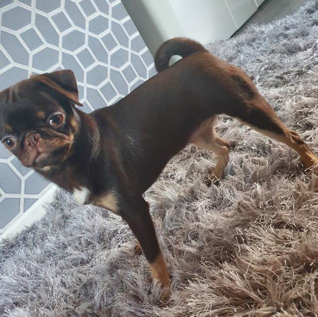STUNNING CHOCOLATE AND TAN PUG PUPPY For Sale in Sheffield, South ...