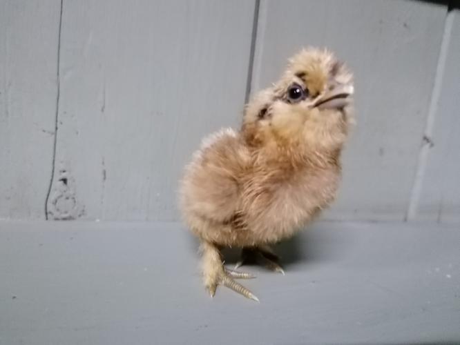 Partridge Silkie Bantam Chicks For Sale in Presteigne, Powys | Preloved