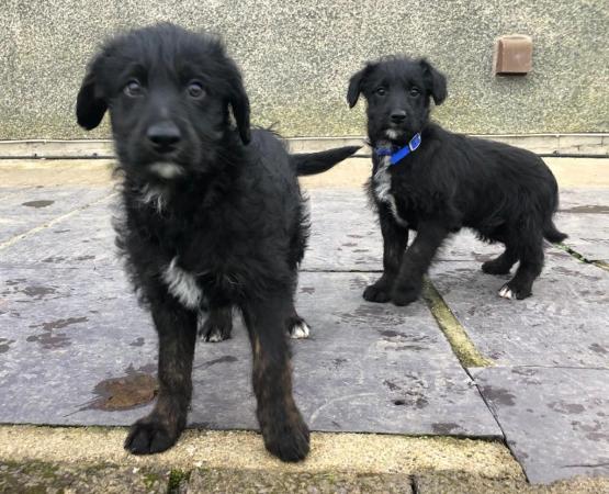 Colliepoo puppies ready now three left For Sale in Bangor, Gwynedd ...