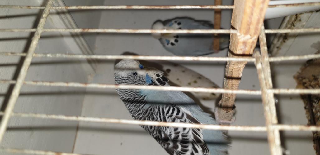 birds For Sale in Bristol, Gloucestershire | Preloved