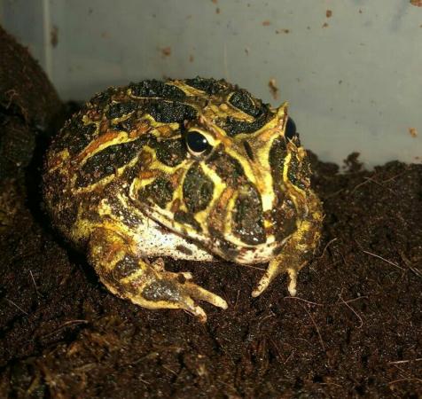 Male Pacman Frog (Green Fantasy Morph) For Sale in Redhill, Surrey ...