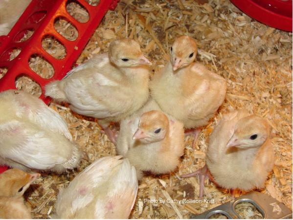 Day old broad breasted turkey chicks For Sale in Swindon, Wiltshire ...