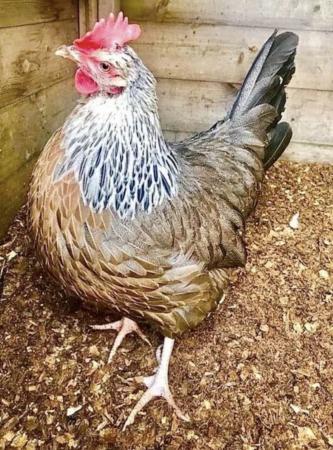 Rare breed Dorking Young chickens For Sale in Faringdon, Oxon | Preloved
