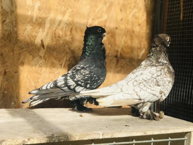 Rare oriental frill pigeons for sale. For Sale in Bristol | Preloved
