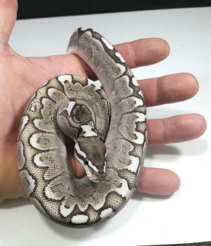 Royal ball pythons For Sale in Hemel Hempstead, Hertfordshire | Preloved