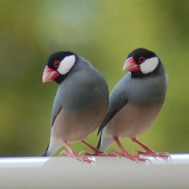 Beautiful Java sparrows available For Sale in Ilford, Essex | Preloved