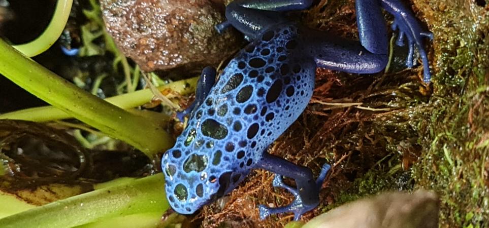 poison dart frog For Sale in Middleton, Lancashire | Preloved