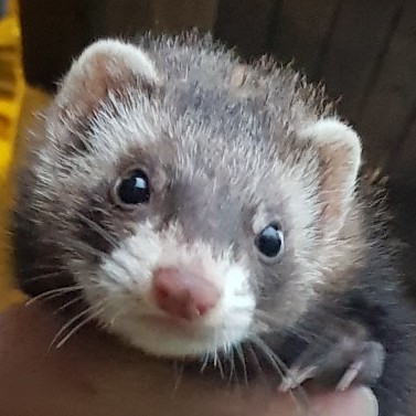 Beautiful Full and Semi Angora Ferrets For Sale For Sale in Leek ...