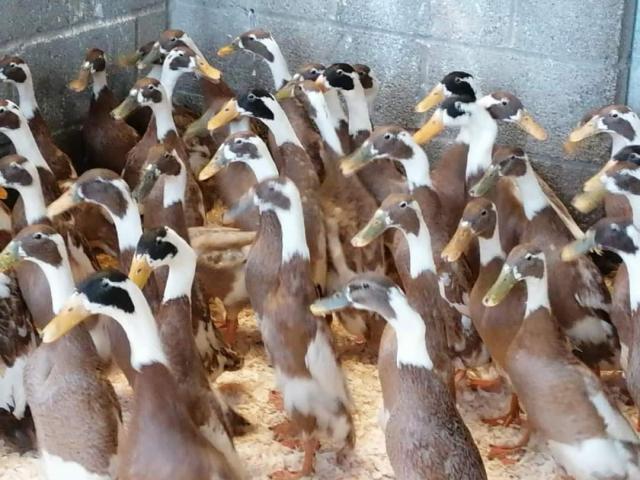 Fawn and White Indian Runner Ducks For Sale in Crickhowell, Powys ...