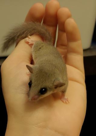 Micro Squirrels / African Pygmy Dormice For Sale in Northampton, County ...