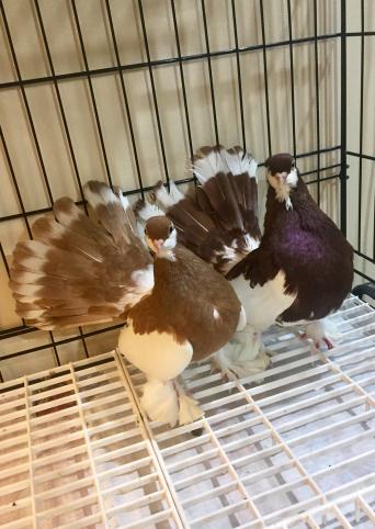 tumblers pigeons - Birds, For Sale | Preloved