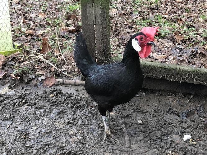 Bantam Black Minorca For Sale in Preston, Lancs | Preloved