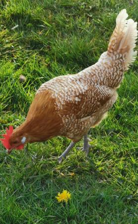 Pure Rare Breed Friesian Chickens - Hatching Eggs For Sale in Winkhill ...
