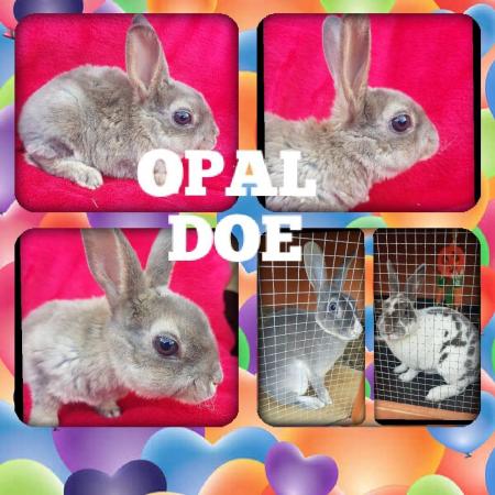 STUNNING MINI REX OPAL DOE (SOLD) For Sale in Chelmsley Wood ...