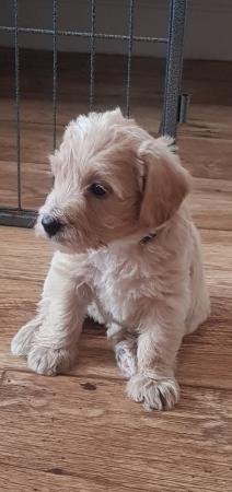 Sproodle Puppies PRA clear For Sale in Clitheroe, Lancashire | Preloved