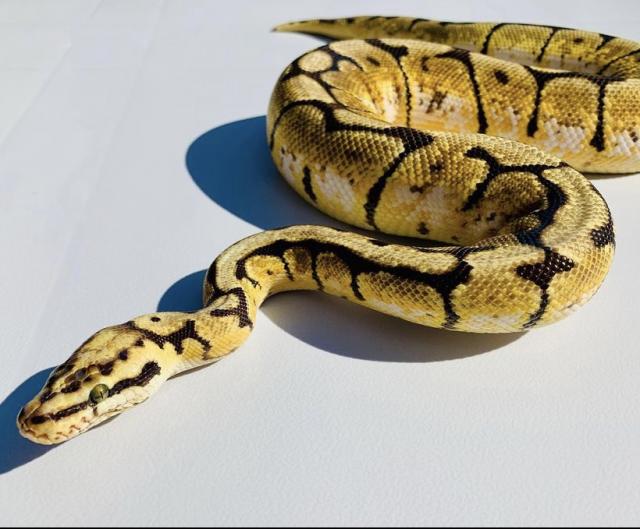 CB18 Proven Bumblebee Royal Python. For Sale in Lincoln, Lincolnshire ...