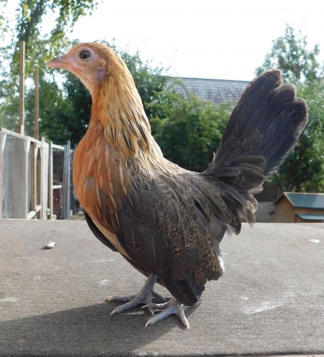 Gold Dutch bantams For Sale in Marks Tey, Colchester, Essex | Preloved