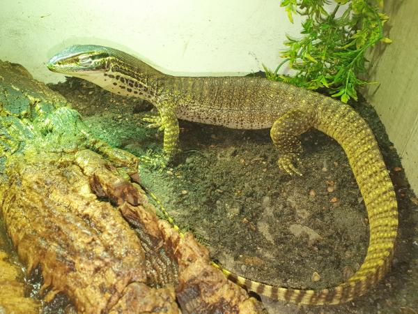 male argus monitor For Sale in Telford, Shropshire | Preloved