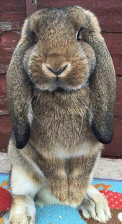 French lop Rabbits For Sale in Southampton, Hants | Preloved