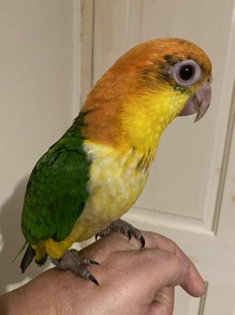 Hand Reared Yellow Thighed Caique’s For Sale in Basildon, Essex | Preloved