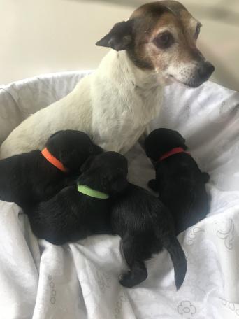Dogs & Puppies, For Sale in Barnsley, South Yorkshire | Preloved