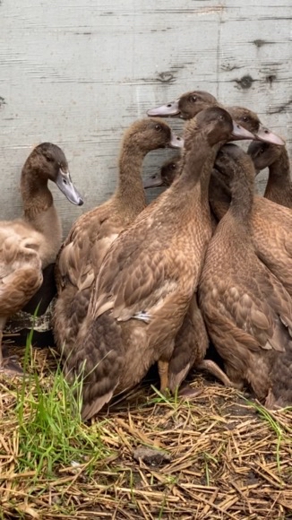 Poultry and Game, Rehome Buy and Sell | Preloved