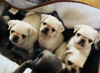 Dogs and Puppies, Rehome Buy and Sell in the UK and Ireland | Preloved