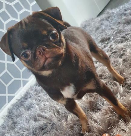 STUNNING CHOCOLATE AND TAN PUG PUPPY For Sale in Sheffield, South ...