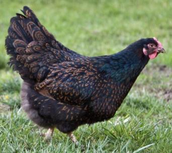 Poultry and Game, Rehome Buy and Sell | Preloved