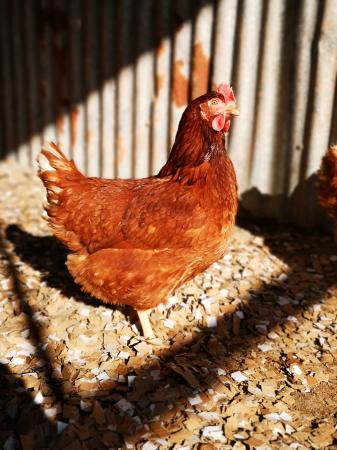 Warren Hens - Point of Lay. Discount Available For Sale in Hereford ...