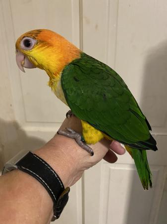 Hand Reared Yellow Thighed Caique’s For Sale in Basildon, Essex | Preloved