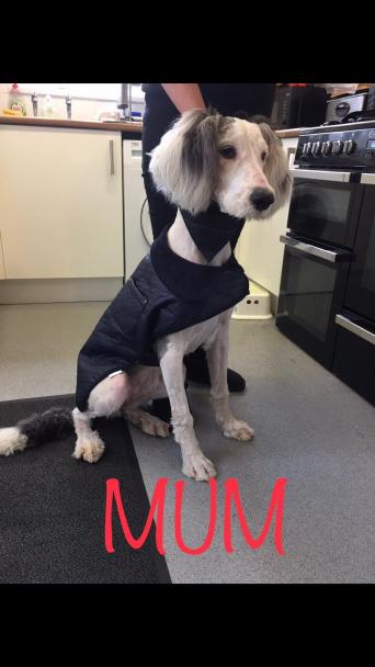 Puppies for Sale | Rehome & Buy | Preloved