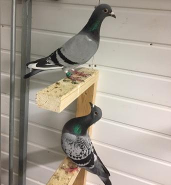 pigeon - Birds, Rehome Buy and Sell | Preloved