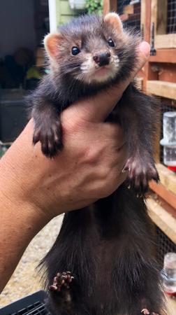 Angora ferrets full—Semi Angora ferrets various ages old£100 For Sale ...