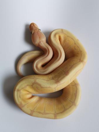 Banana Pinstripe Ball Python For Sale in Plymouth, Devon | Preloved