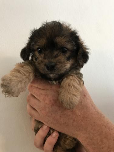 Cavapoo x yorkiepoo puppies For Sale in Canvey Island, Essex | Preloved