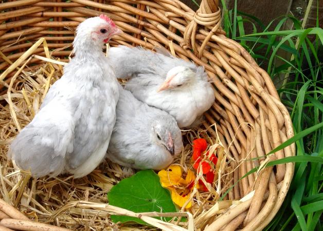 Trio of Pure Bred Pekin Bantams, Lavender, 8-10 weeks old. For Sale in ...