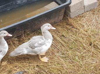 lavender muscovy ducks - Local Classifieds, For Sale | Preloved