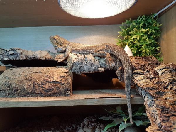 Home For All Reptiles For Sale in Newcastle Upon Tyne, Tyne And Wear ...