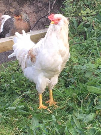 Cream legbar and Araucana cross cockerels For Sale in Ross-on-wye ...