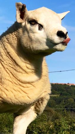 Pedigree Texel Society Registered TEXEL Tup Lambs For Sale in Whitby ...